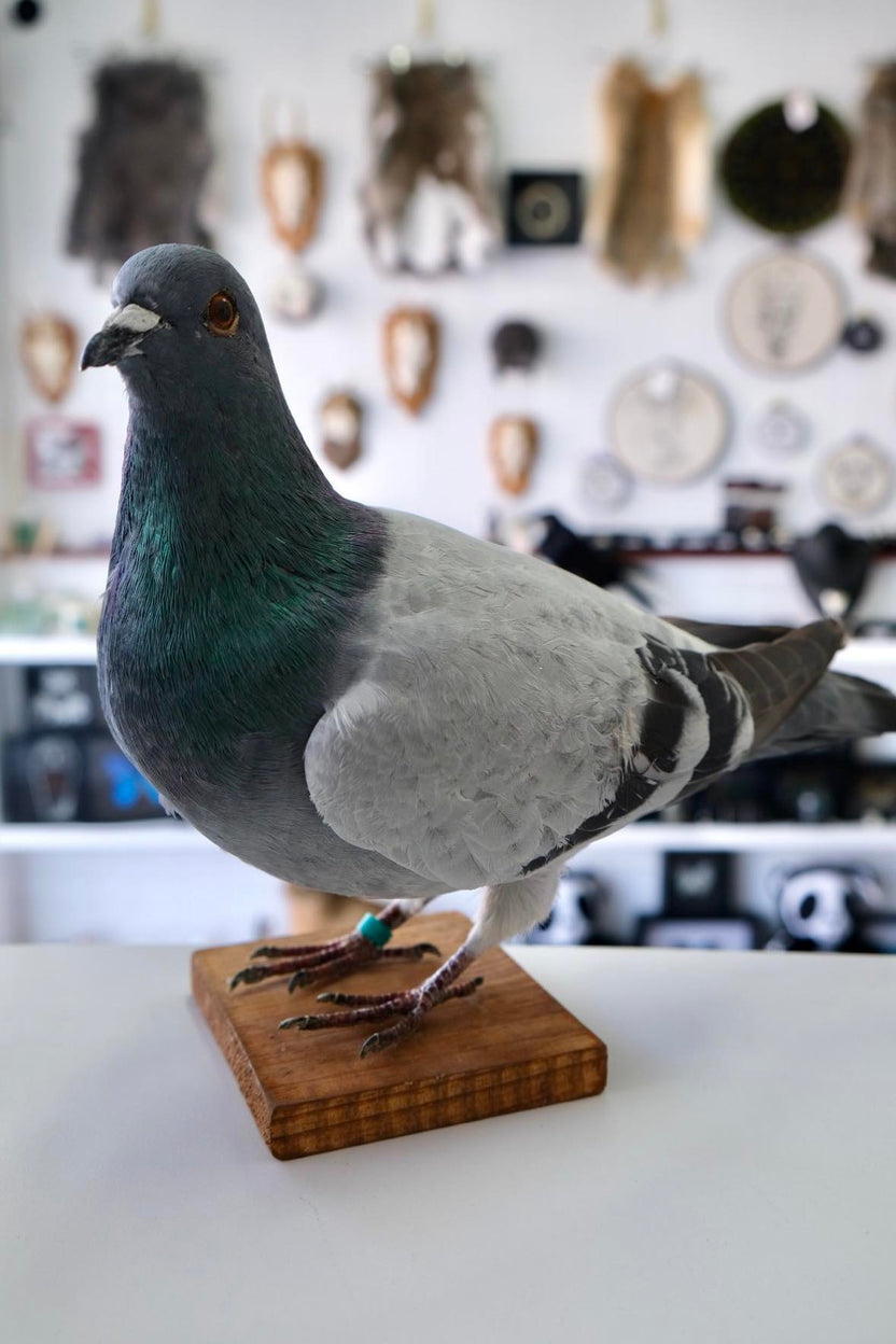 Oddity Bug Club | Taxidermy Bugs Australia