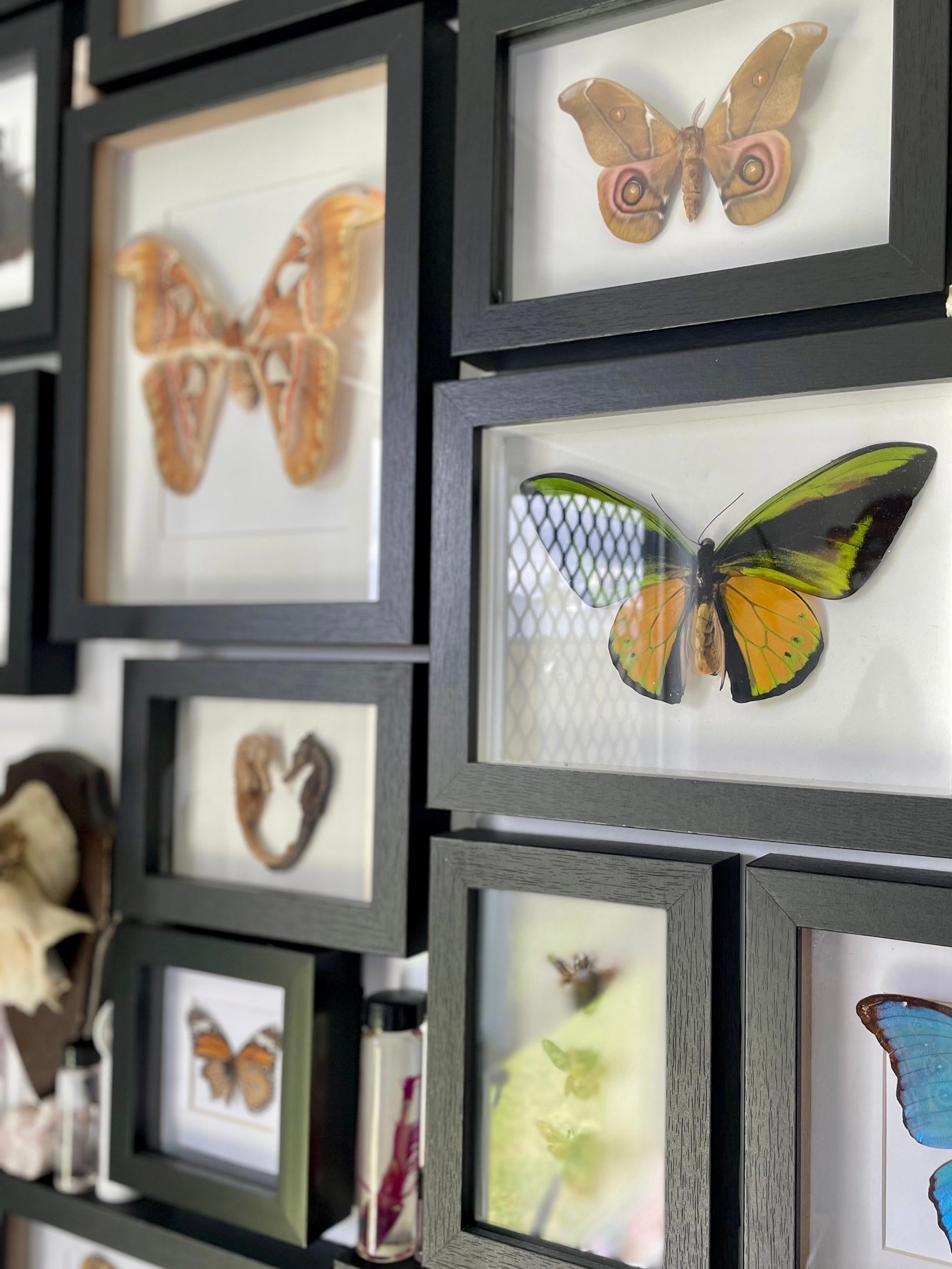 Shop All | Oddities & Curiosities | Oddity Bug Club