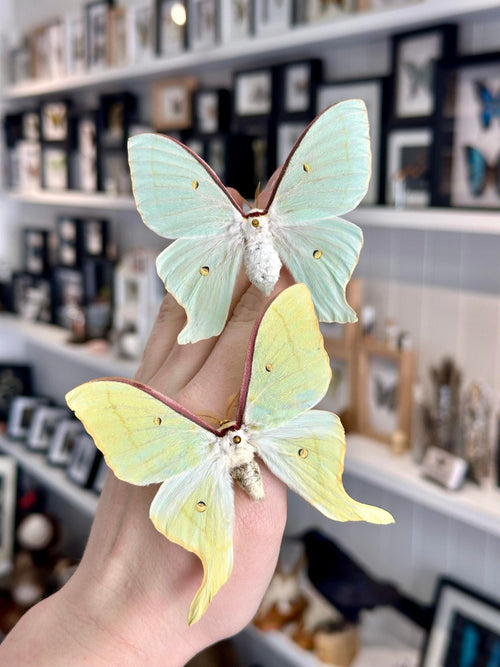 Oddity Bug Club | Taxidermy Bugs Australia