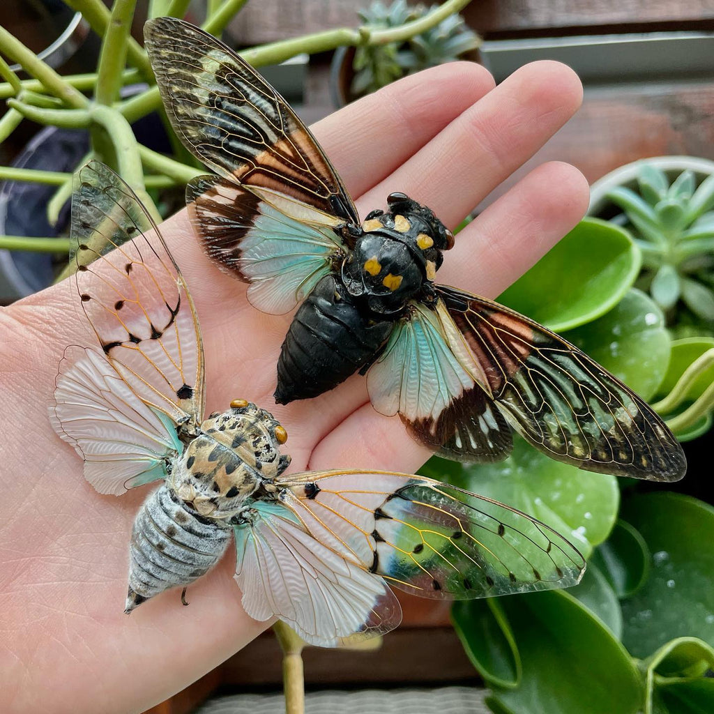 Preserved Bugs | Taxidermy Insects Australia | Oddity Bug Club