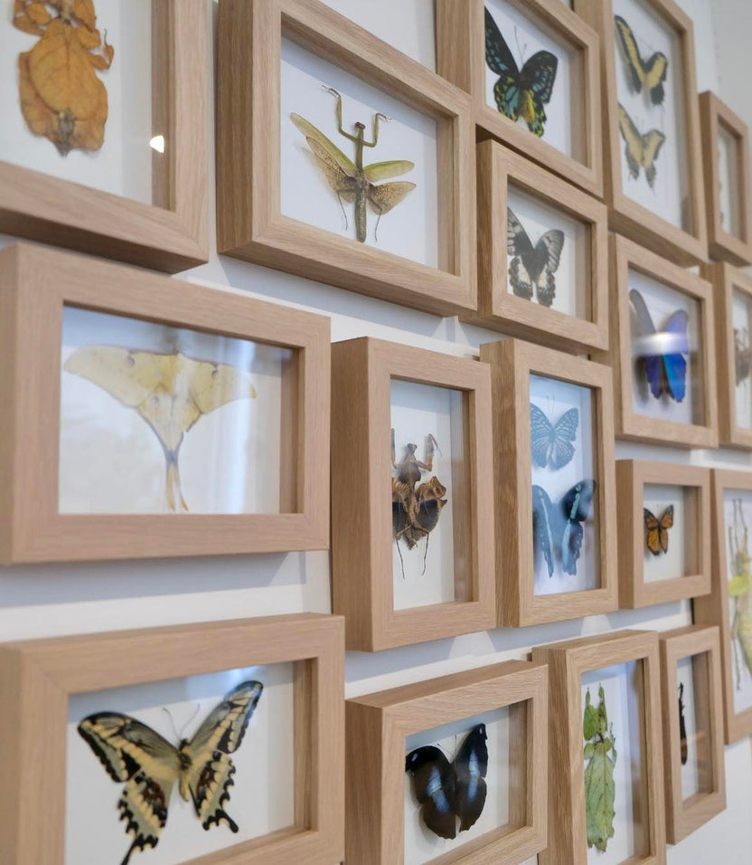 Oddity Bug Club | Taxidermy Bugs Australia
