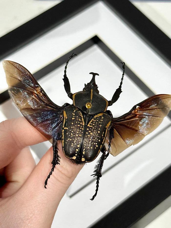 Oddity Bug Club | Taxidermy & Framed Insects in Australia