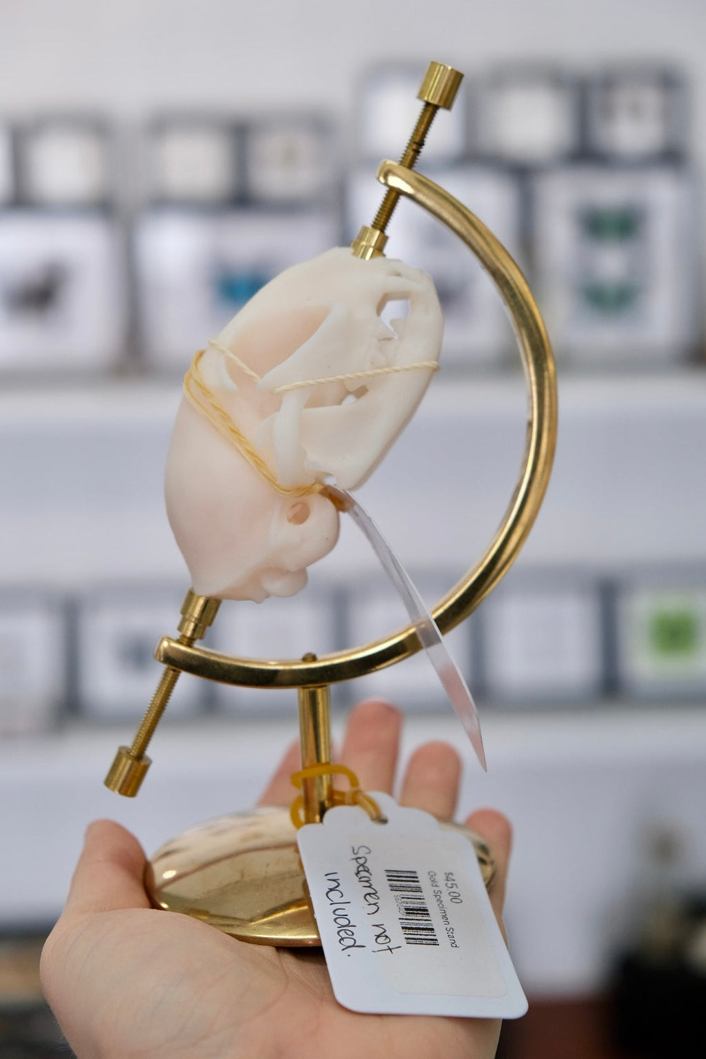 Novelty Items Australia | Oddity Bug Club