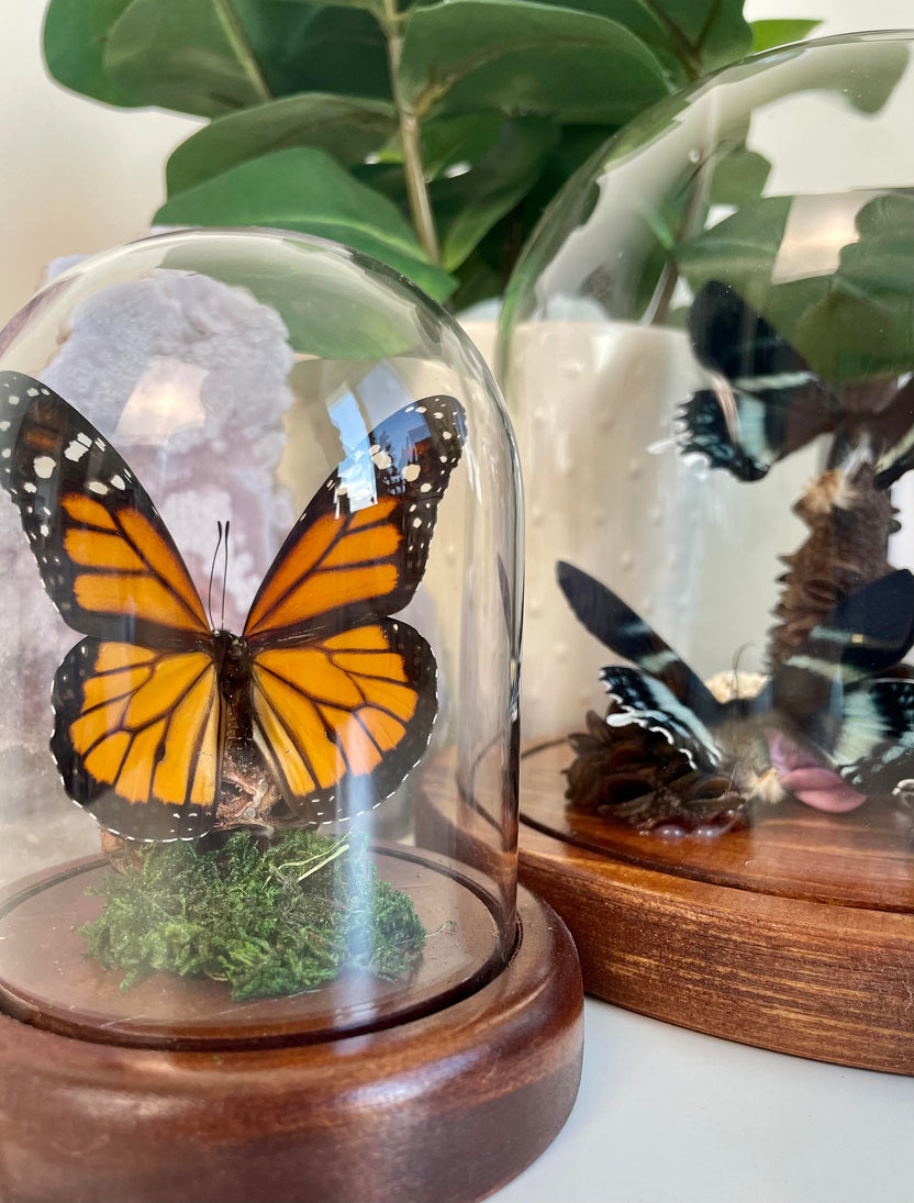 Oddity Bug Club | Taxidermy Bugs Australia