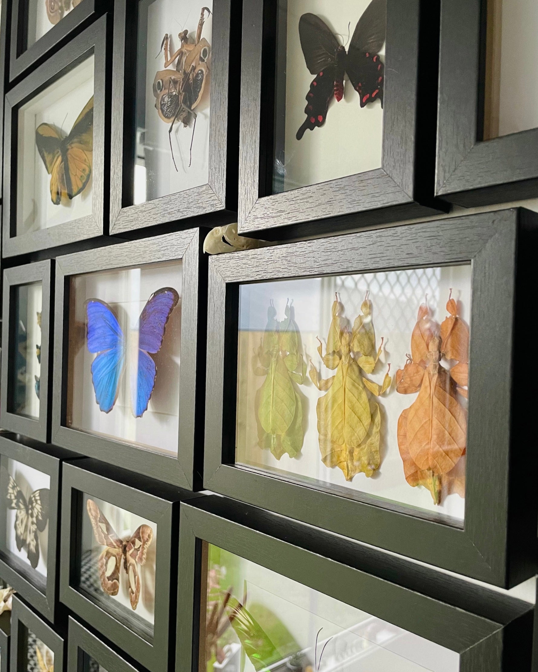 FRAMES – Oddity Bug Club
