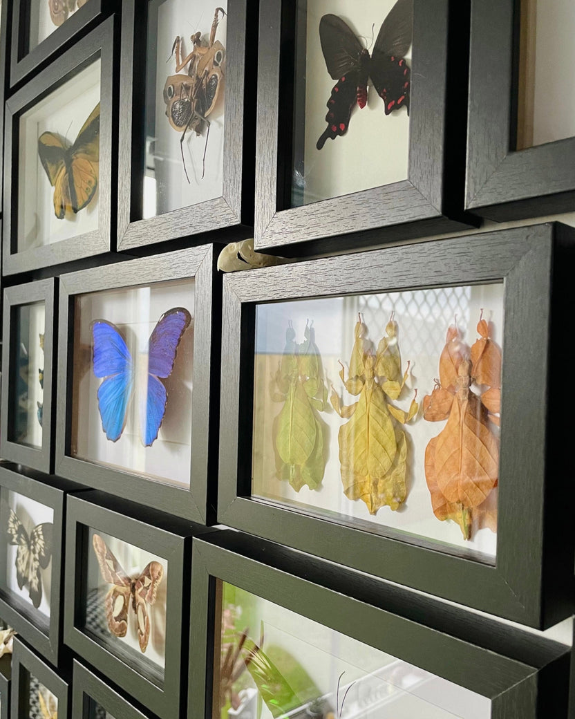 FRAMES – Oddity Bug Club