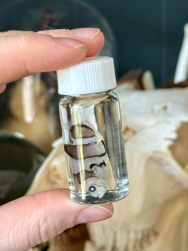 Wet & Diaphonised Specimens – Oddity Bug Club
