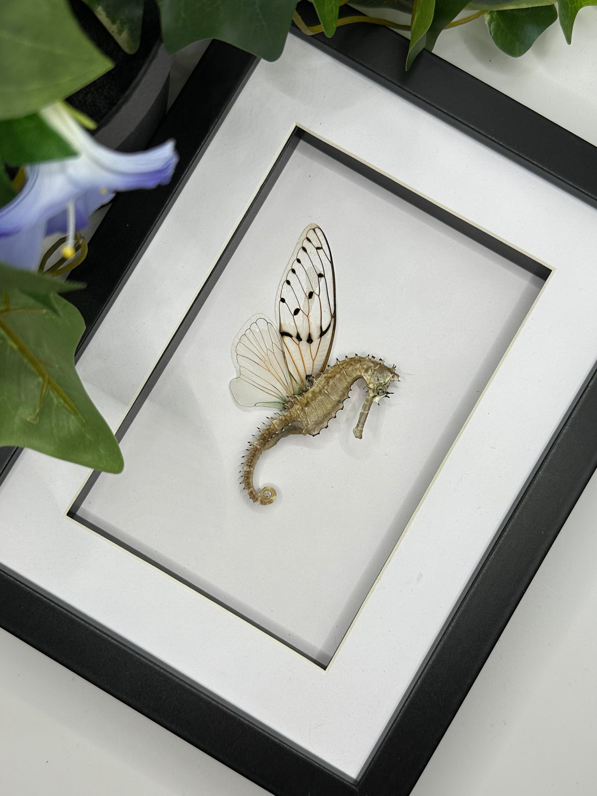 Taxidermy Insects Australia | Oddity Bug Club