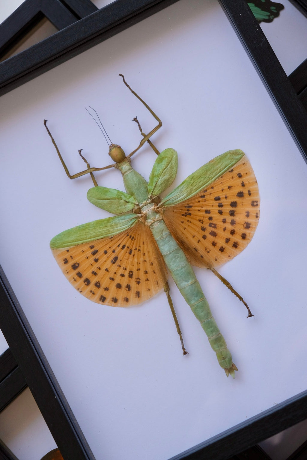 Giant Stick Insect / Paracyphocrania Major in a frame – Oddity Bug Club