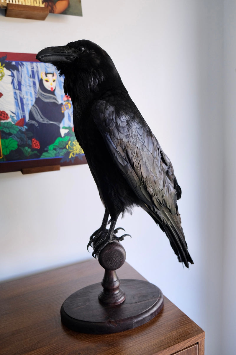 Taxidermy European Raven | Express shipping unavailable – Oddity Bug Club