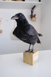 Products – Oddity Bug Club