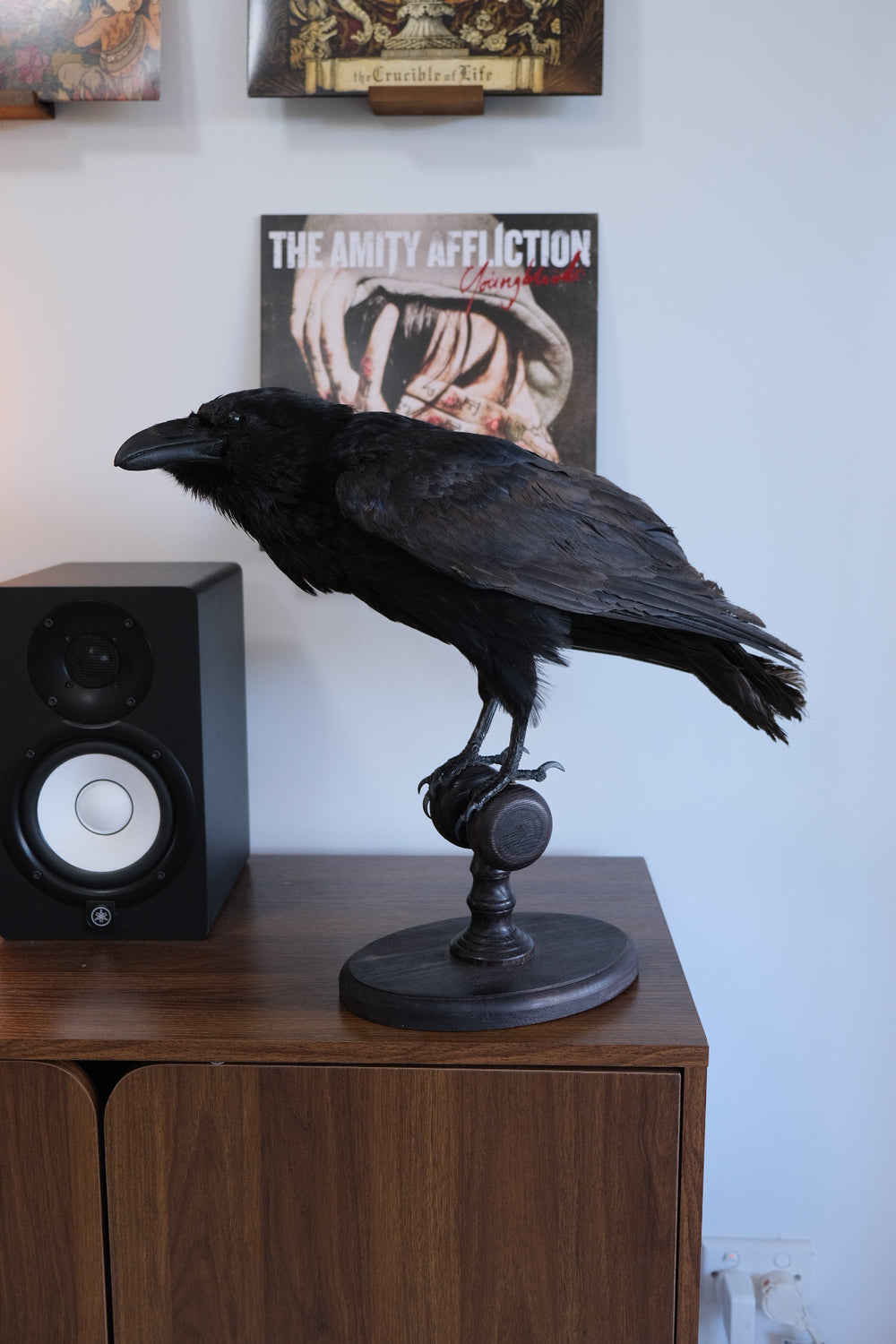 Taxidermy European Raven | Express shipping unavailable #1 – Oddity Bug ...