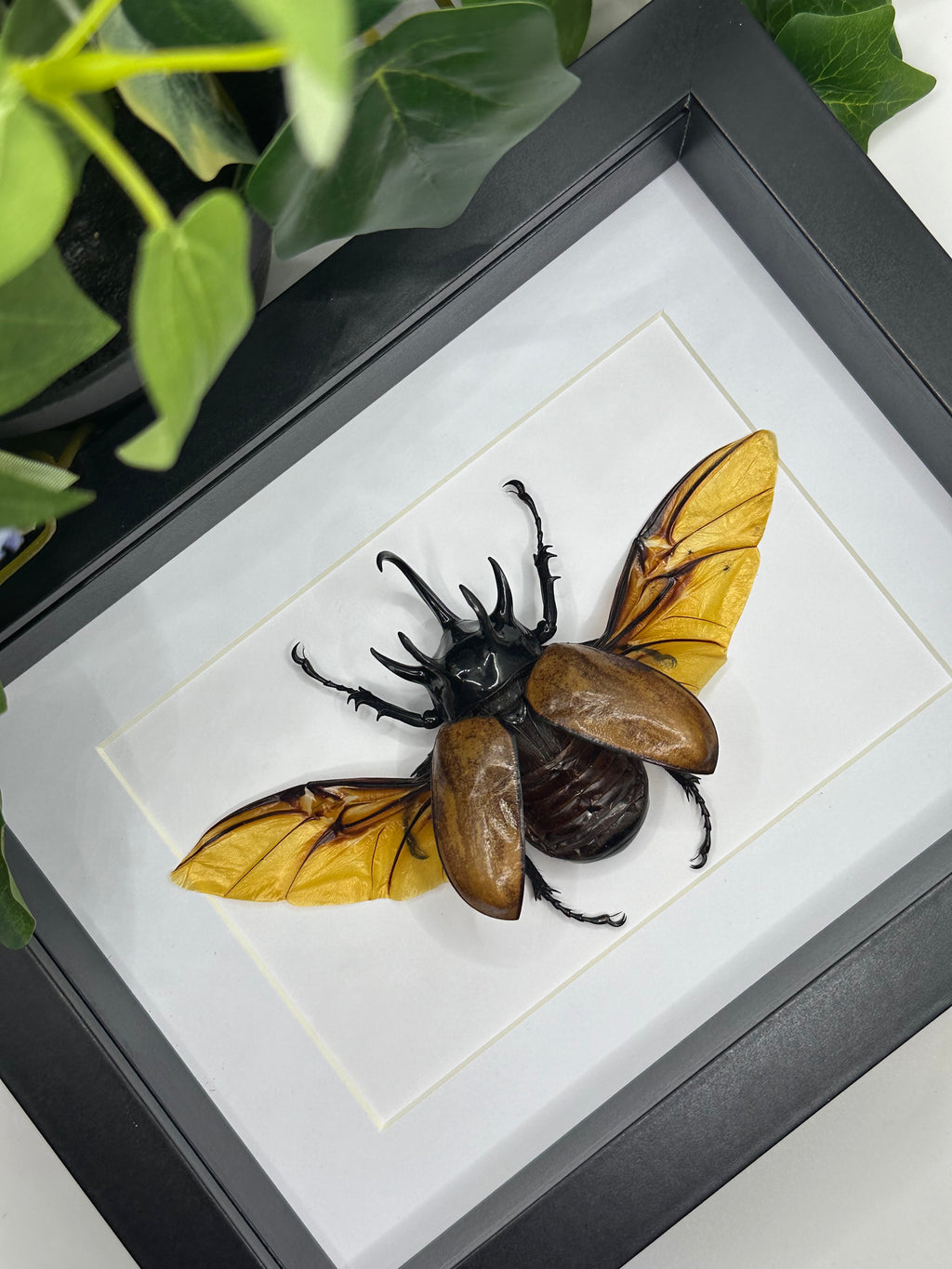 Five-Horned Rhinoceros Beetle / Eupatorus Gracilicornis in a frame #2 ...
