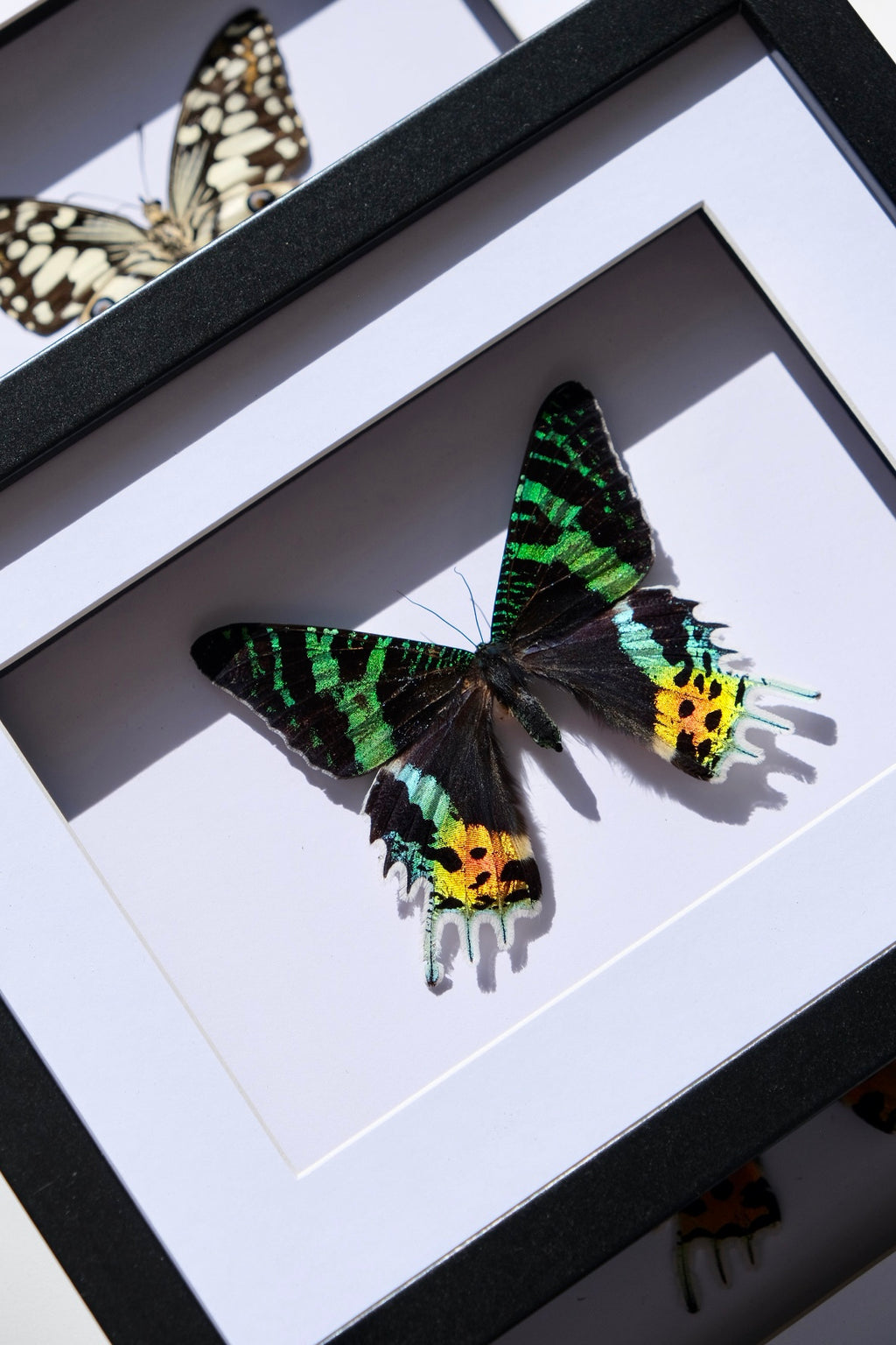 Madagascan Sunset Moth / Chrysiridia Rhipheus in a frame | Dorsal (Top ...