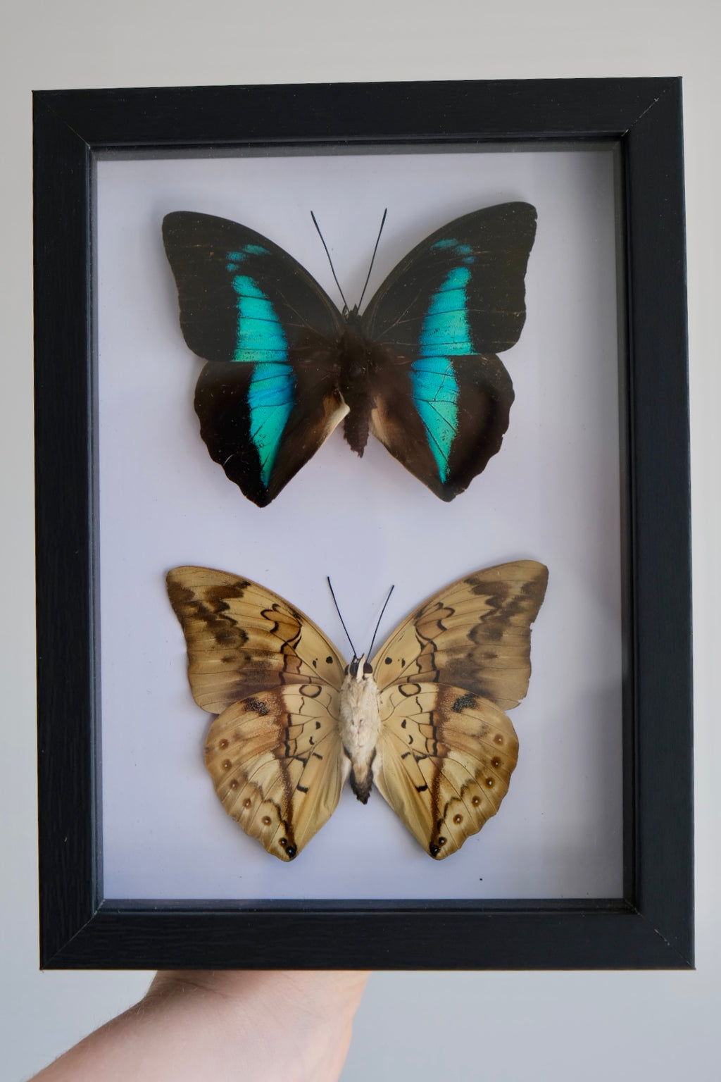 Prepona Butterfly Duo Frame – Oddity Bug Club