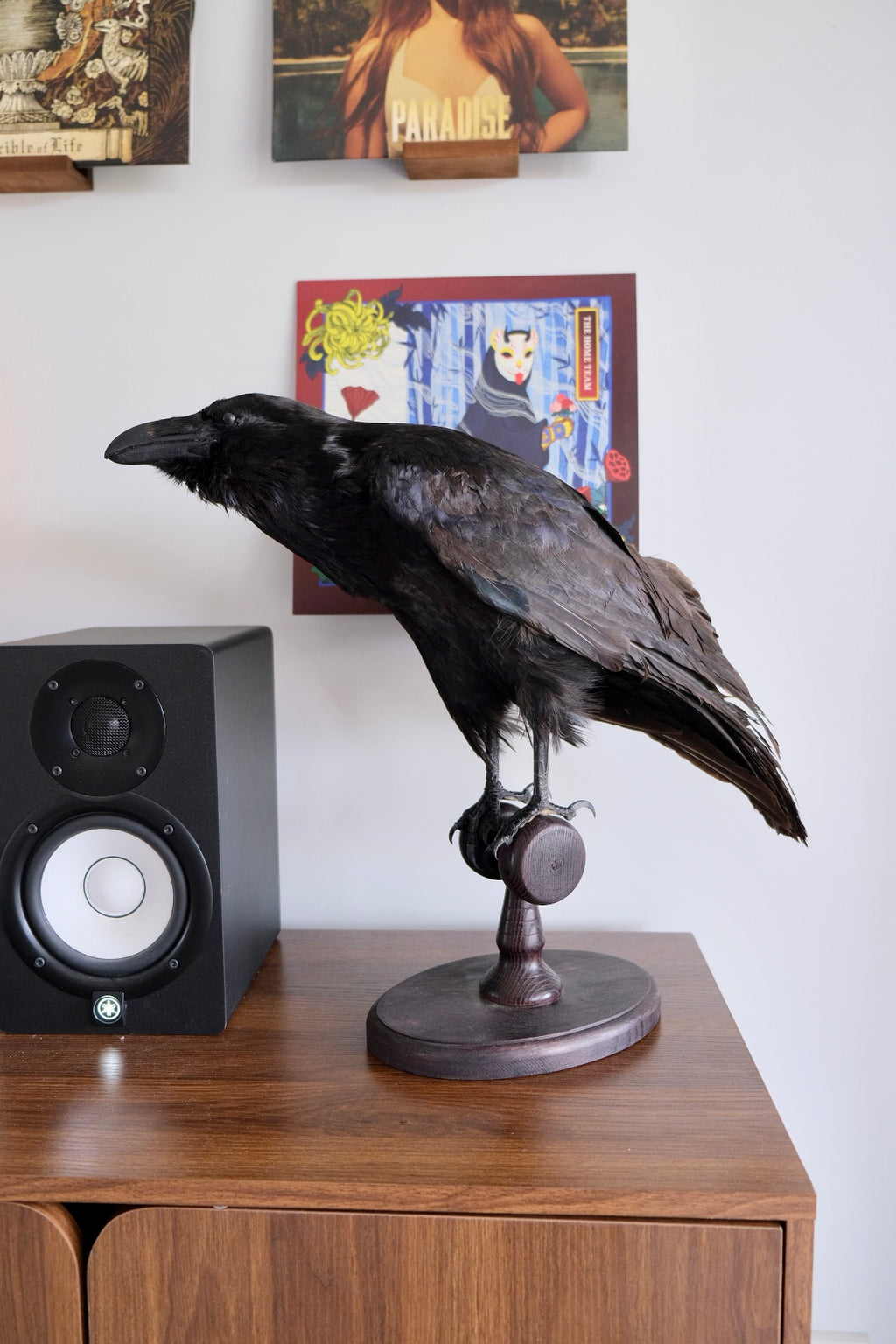 Taxidermy European Raven | Express shipping unavailable – Oddity Bug Club