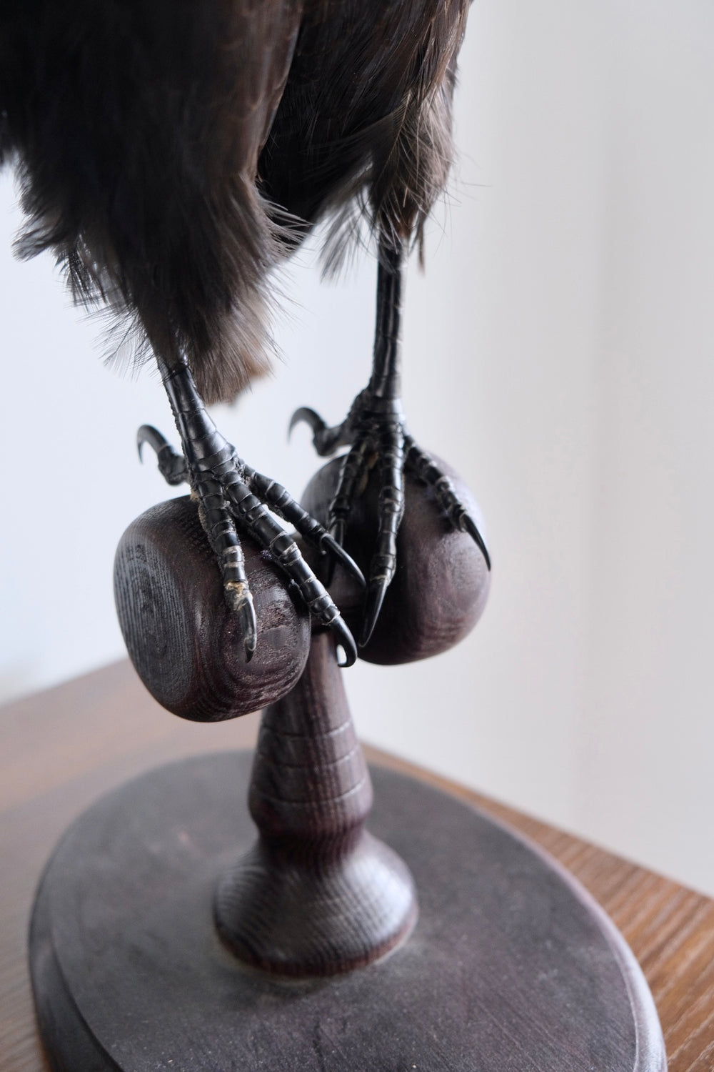 Taxidermy European Raven | Express shipping unavailable – Oddity Bug Club