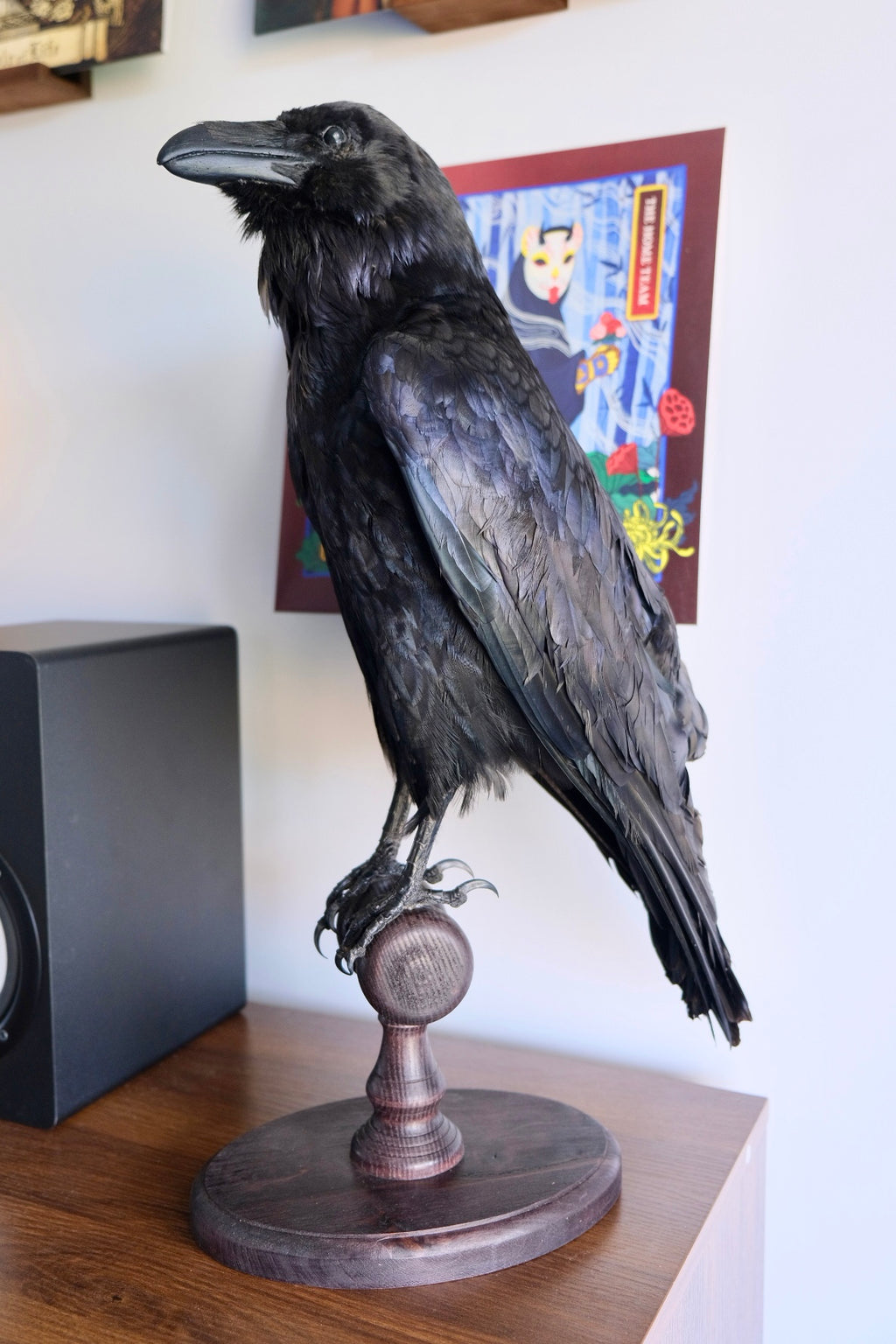 Taxidermy European Raven | Express shipping unavailable – Oddity Bug Club