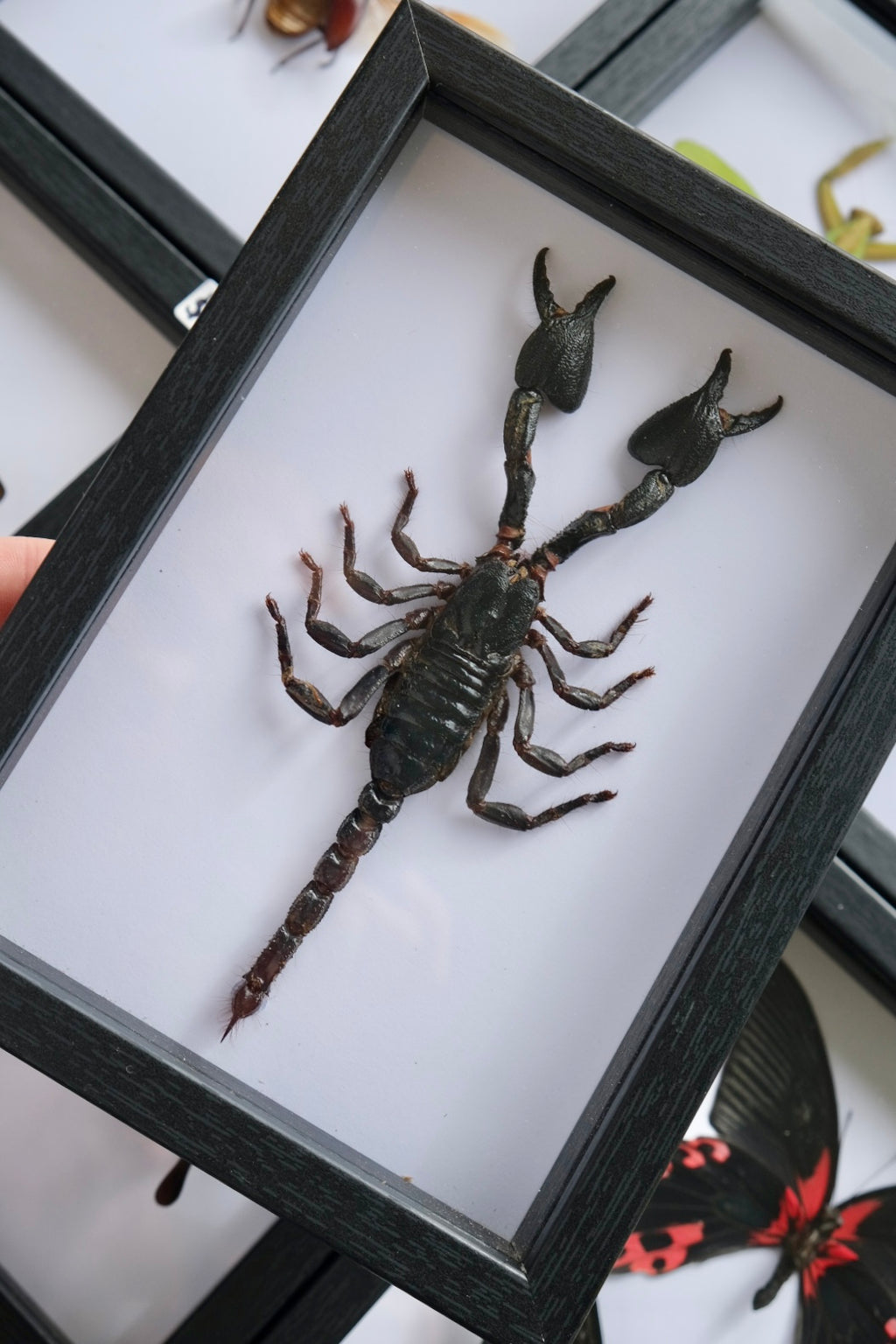 Asian Blue Forest Scorpion / Javanimetrus Cyaneus in a frame #1 ...