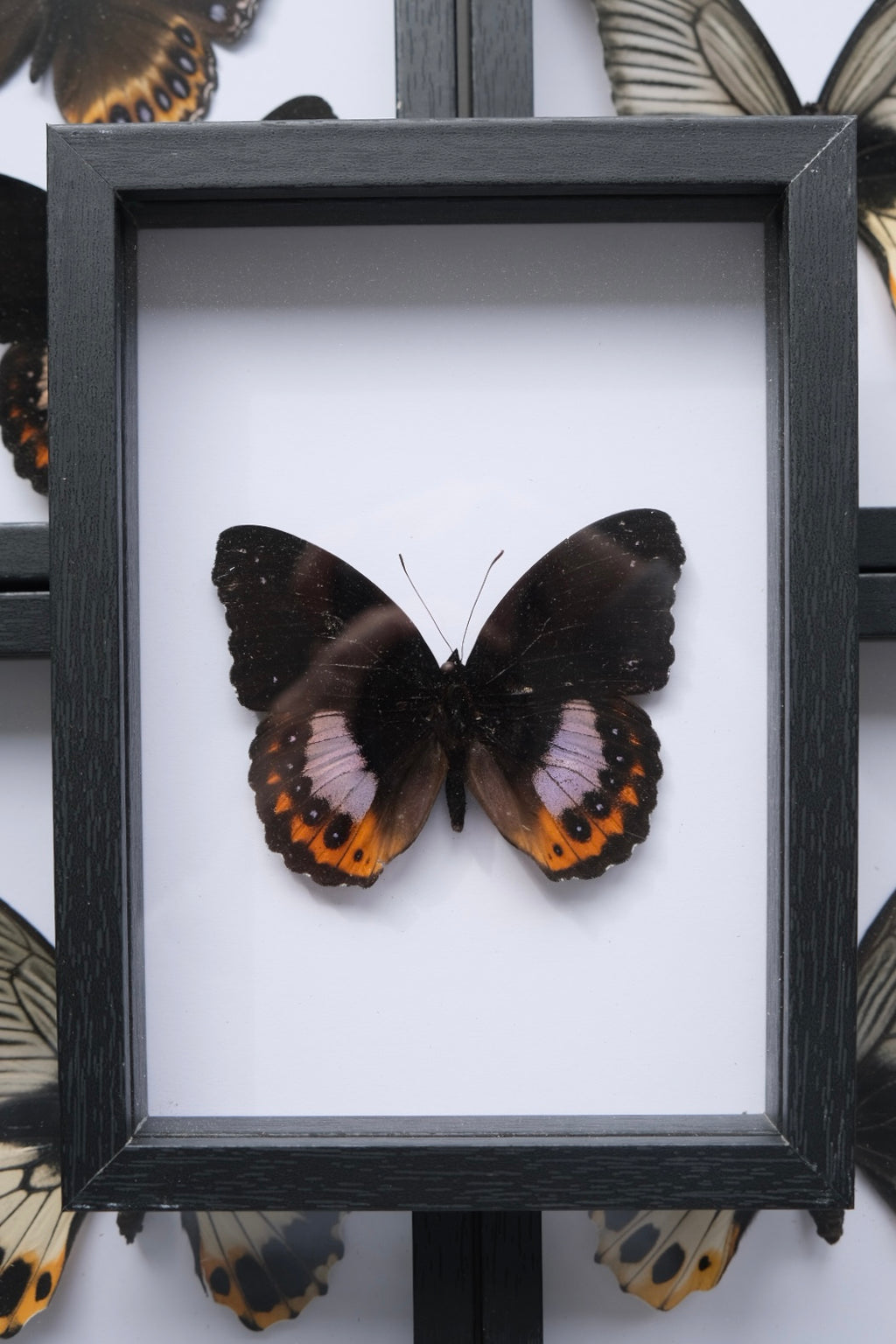 Brush-Footed Butterfly / Hypolimnas Pandarus frame – Oddity Bug Club