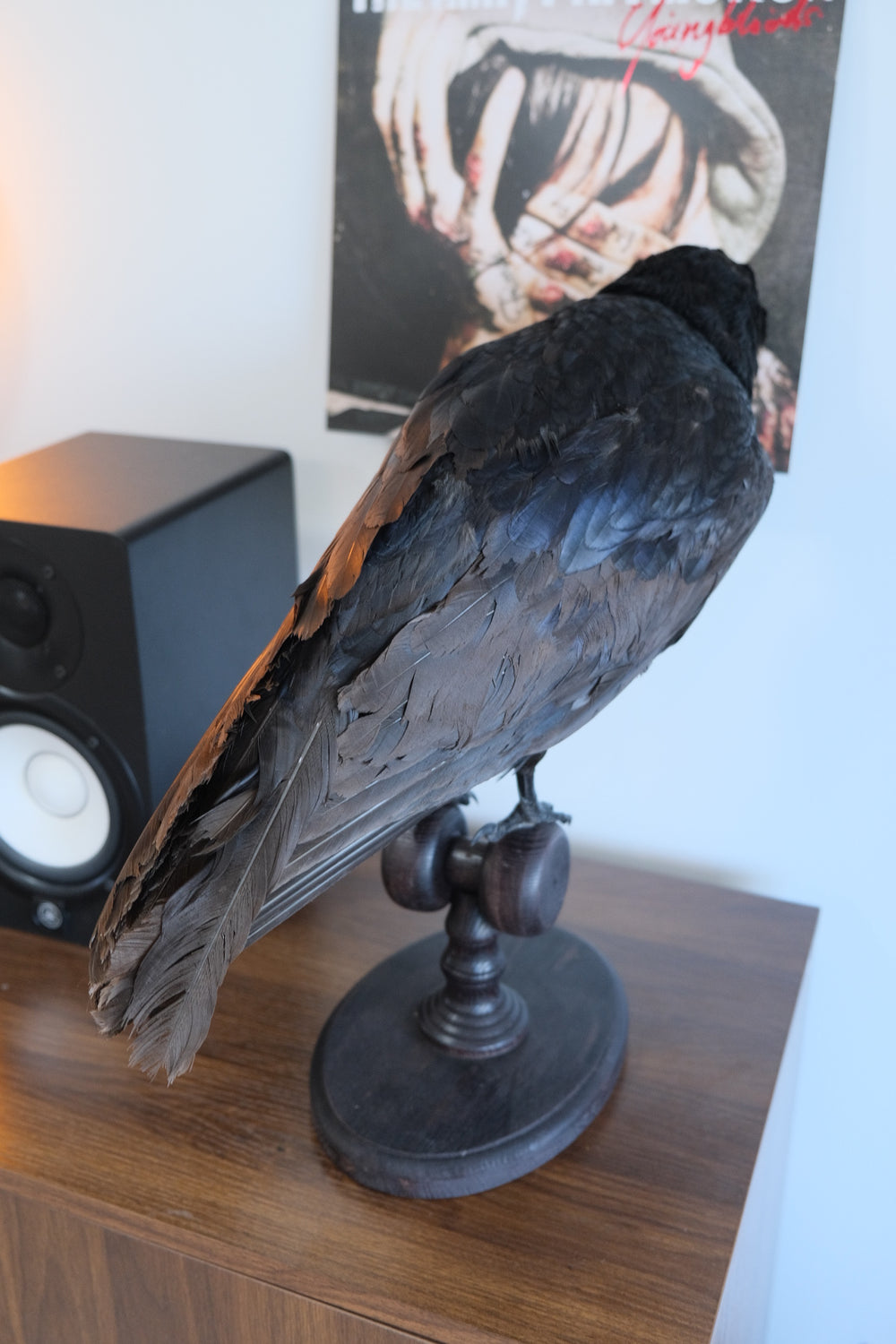 Taxidermy European Raven | Express shipping unavailable #1 – Oddity Bug ...