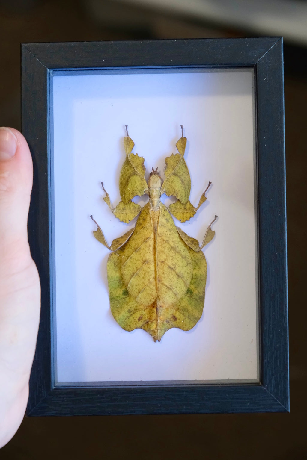 Coloured Phyllium Pulchrifolium / Leaf Insect in a frame – Oddity Bug Club