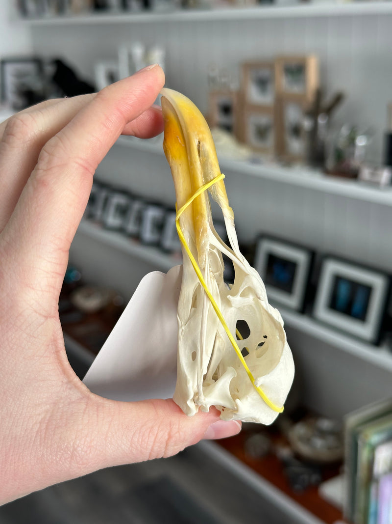 Products – Oddity Bug Club