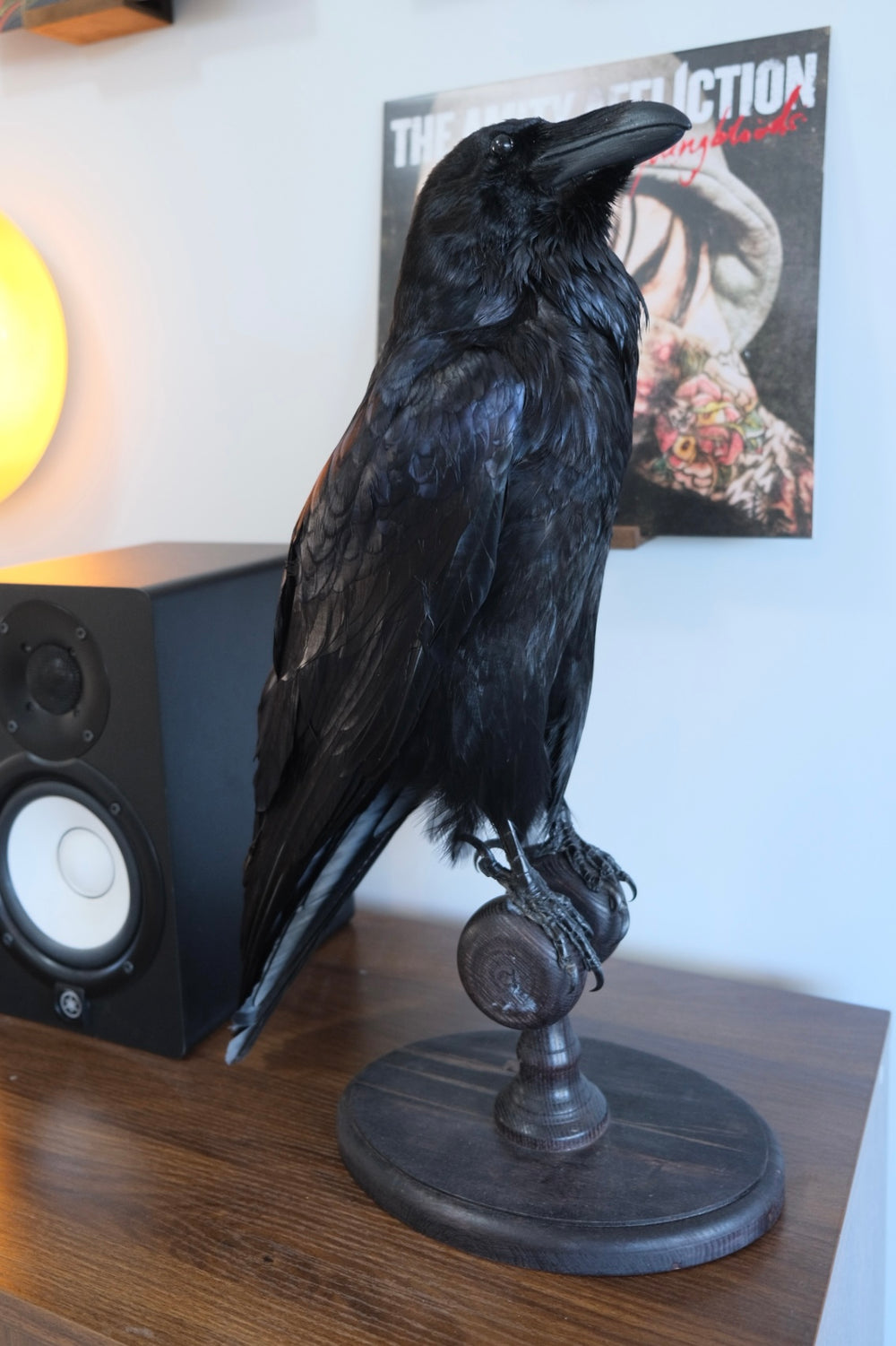 Taxidermy European Raven | Express shipping unavailable #2 – Oddity Bug ...