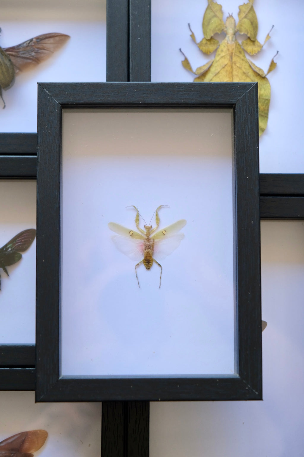 Flower Mantis / Creobroter Gemmatus in a frame | Male – Oddity Bug Club