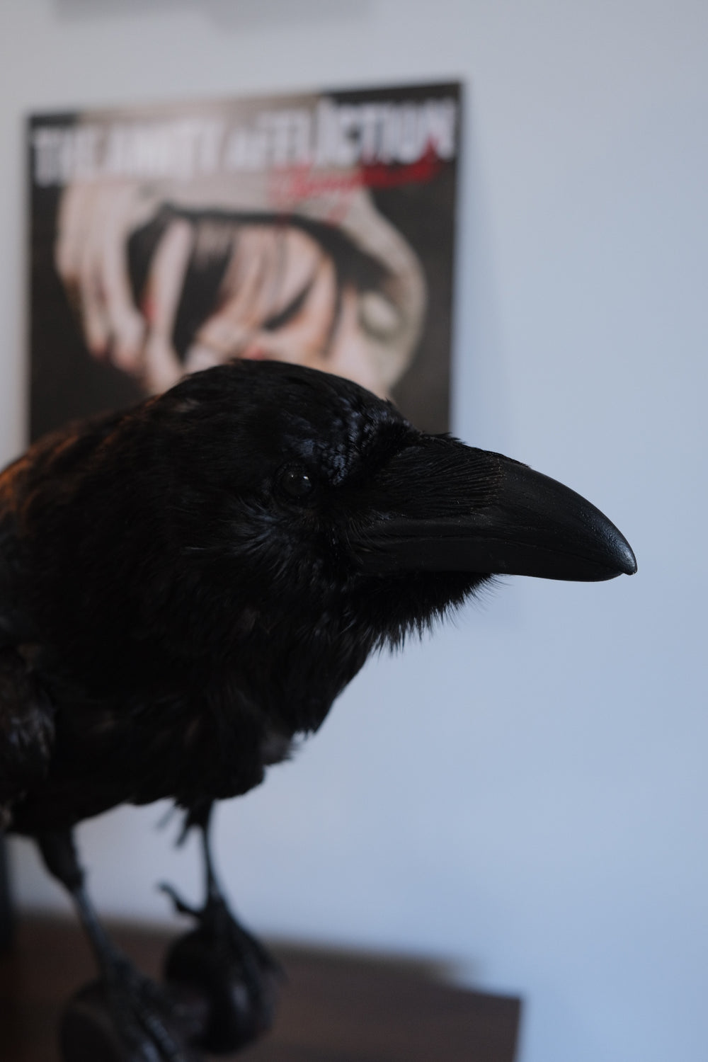 Taxidermy European Raven | Express shipping unavailable #1 – Oddity Bug ...