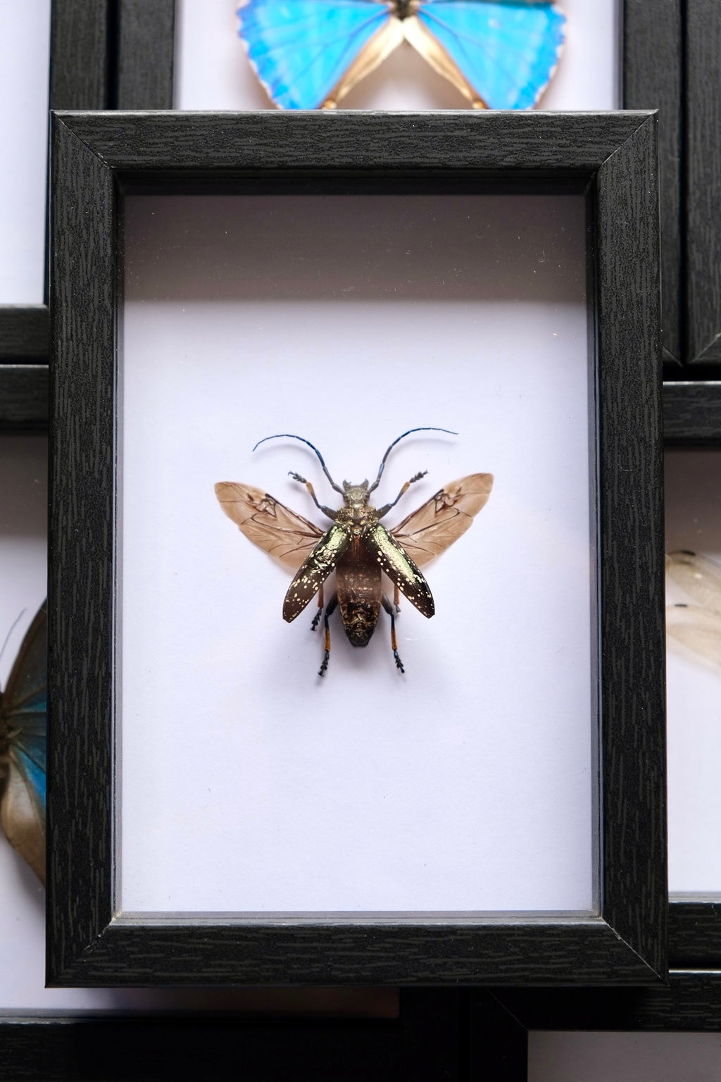 Longhorn Beetle in a frame | Spread – Oddity Bug Club