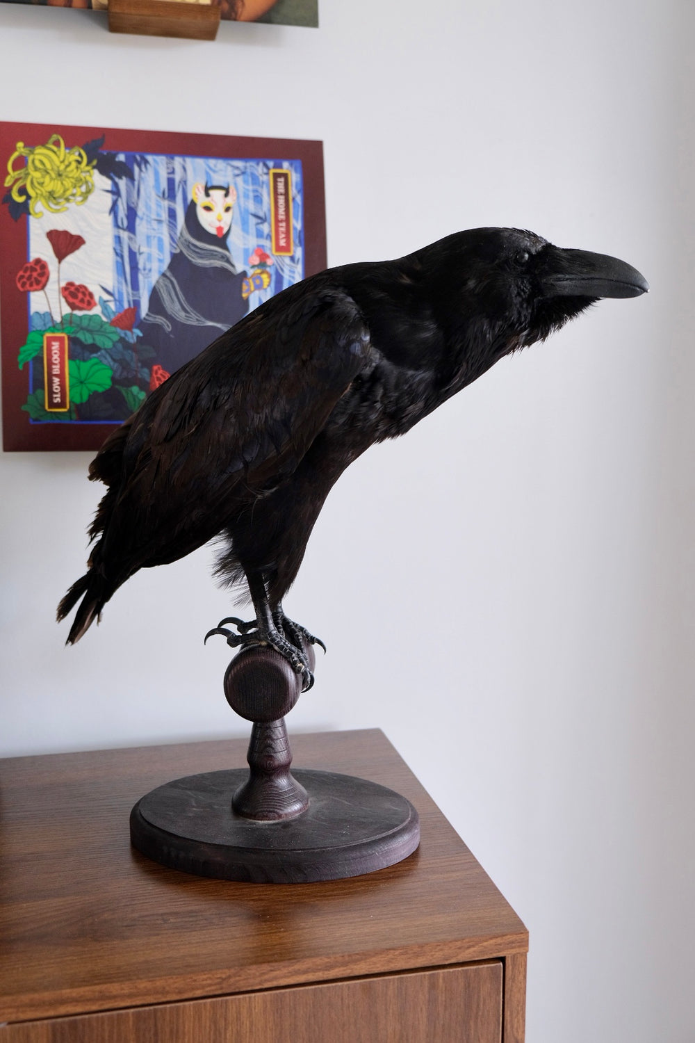 Taxidermy European Raven | Express shipping unavailable – Oddity Bug Club