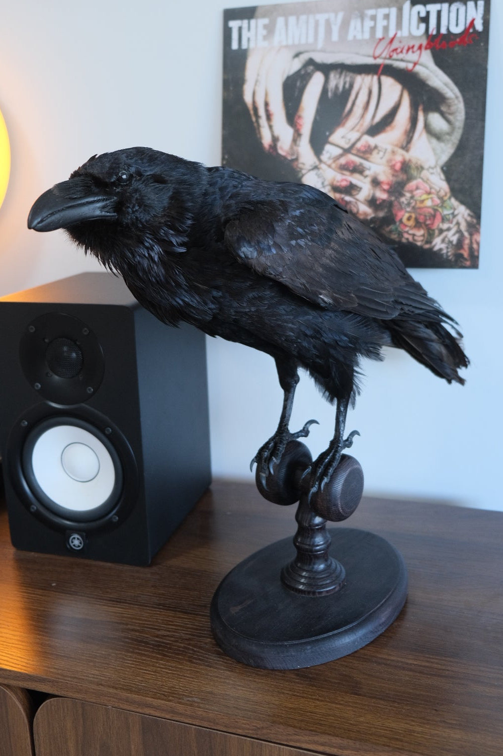 Taxidermy European Raven | Express shipping unavailable #1 – Oddity Bug ...