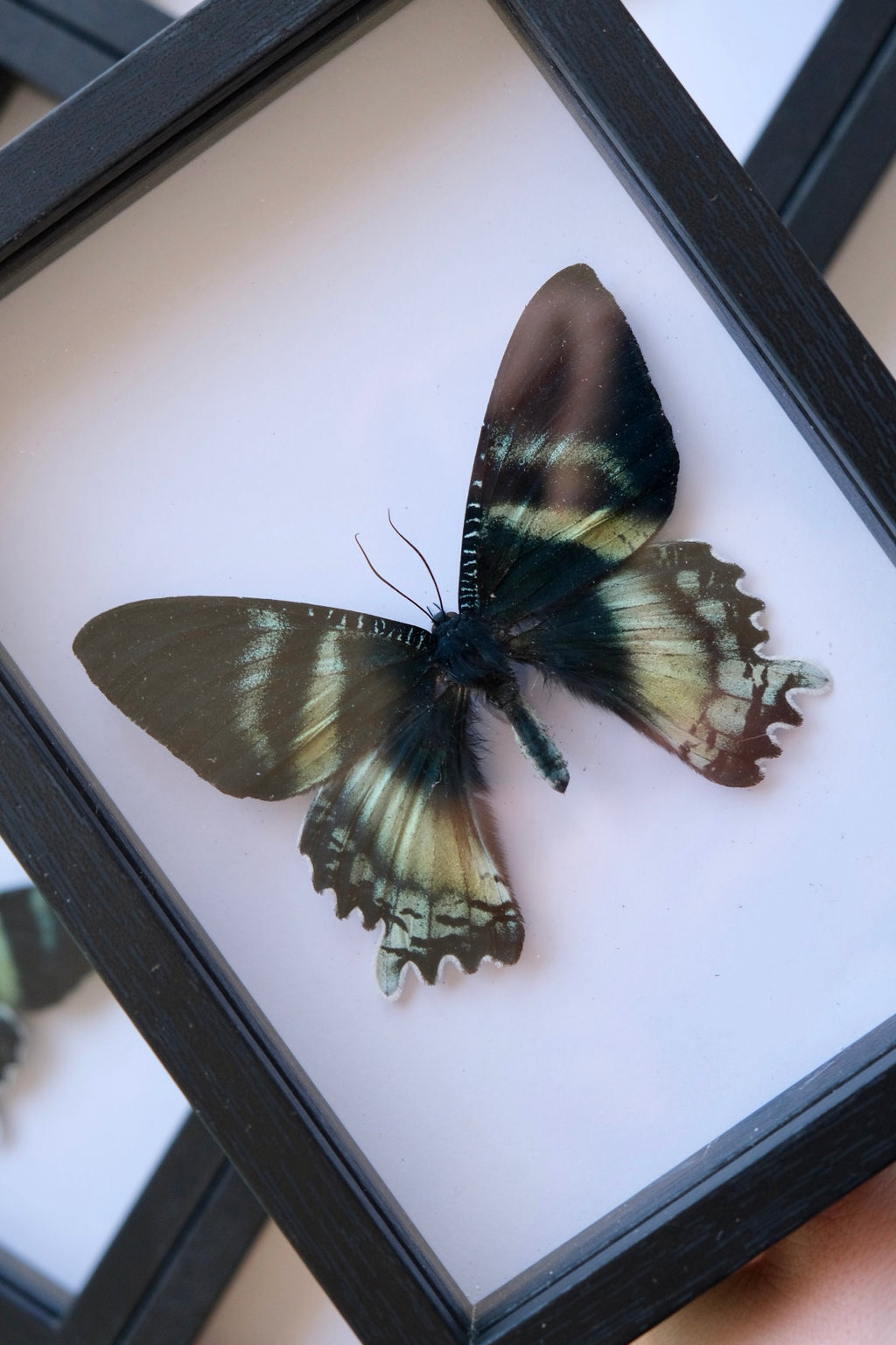 Zodiac Moth / Alcides Orontes in a frame – Oddity Bug Club