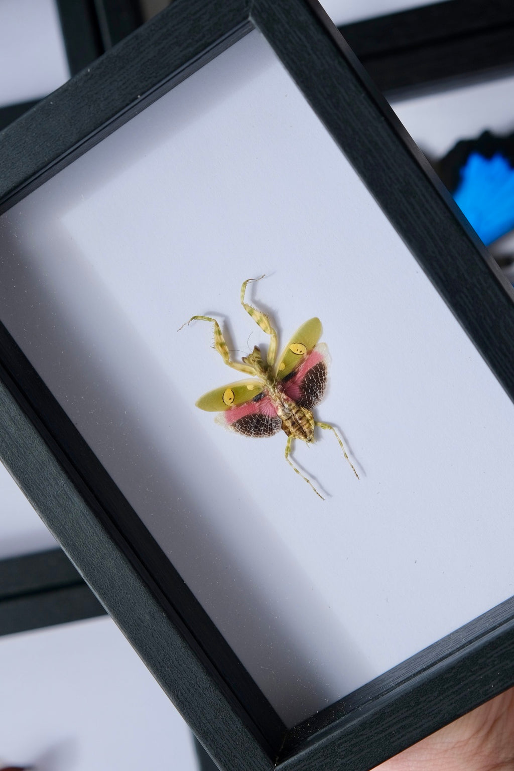 Flower Mantis / Creobroter Gemmatus in a frame | Female – Oddity Bug Club