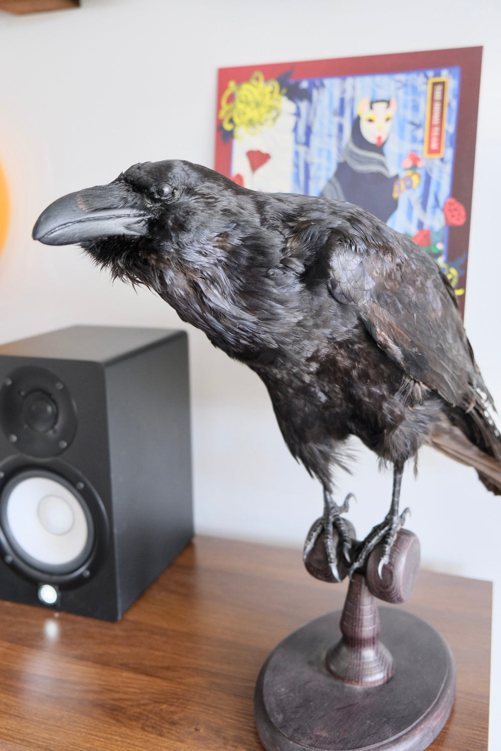 Taxidermy European Raven | Express shipping unavailable – Oddity Bug Club