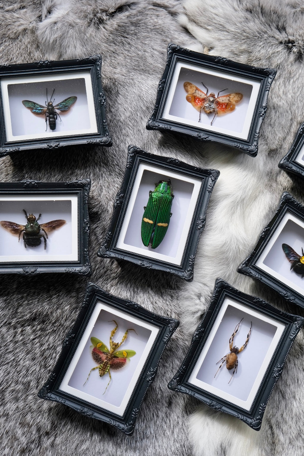 Mini Specimen Magnet Frame – Oddity Bug Club