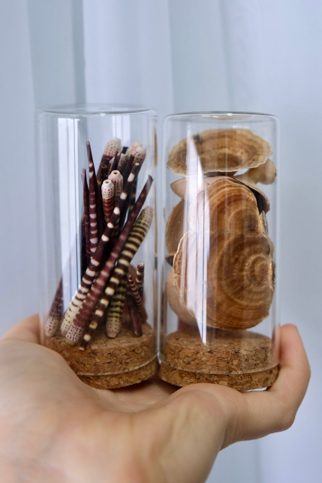 Curiosity Jar – Oddity Bug Club