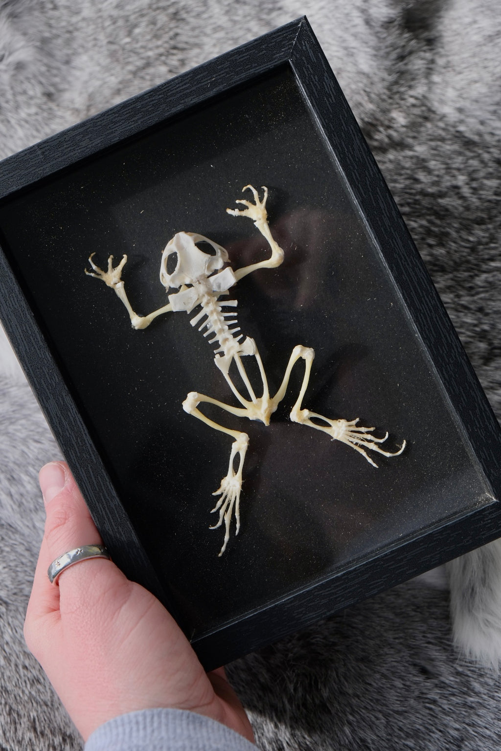 Frog Skeleton / Duttaphrynus Melanostictus (Toad) in a frame | Large ...