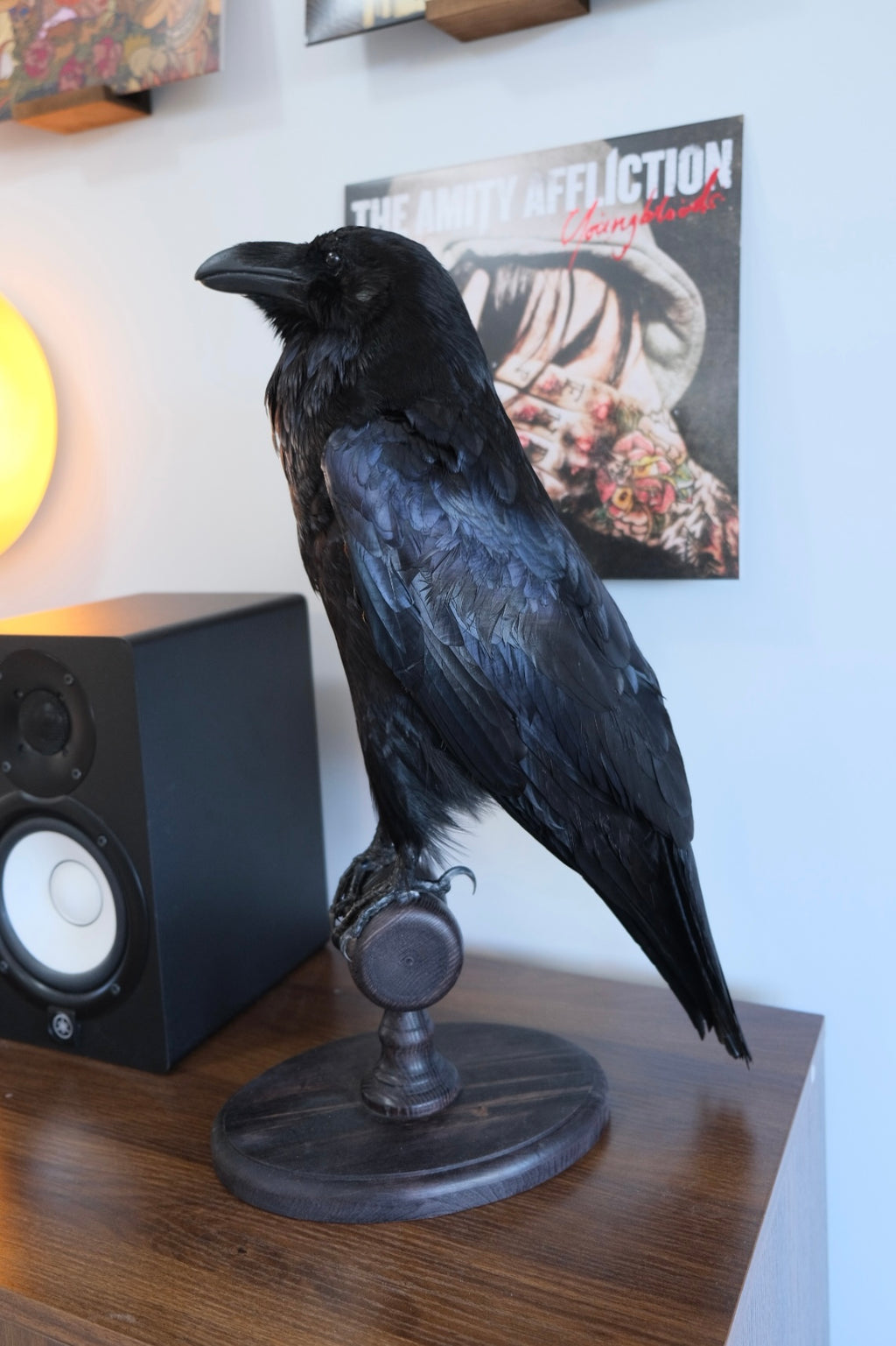 Taxidermy European Raven | Express shipping unavailable #2 – Oddity Bug ...