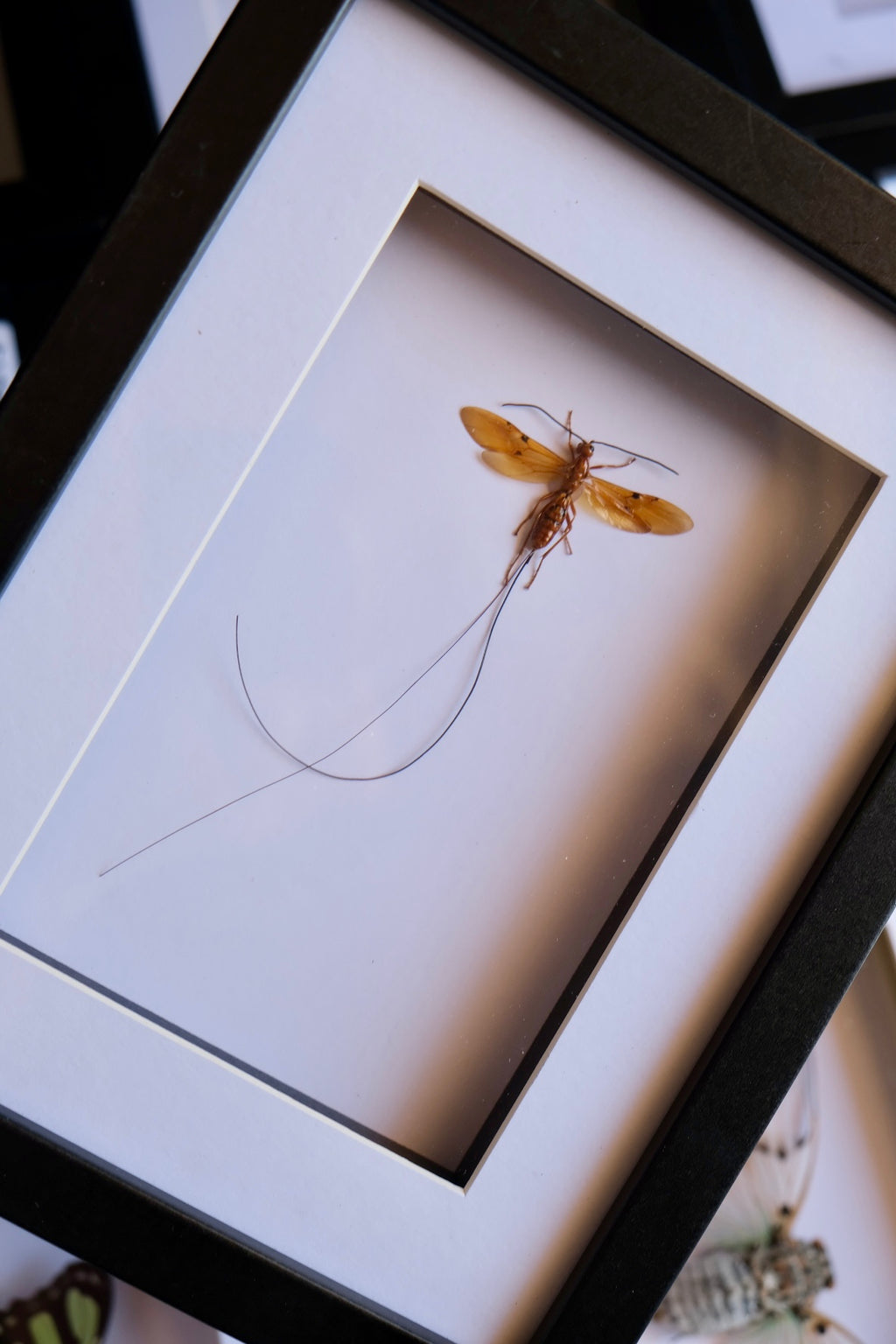 Long Tail Wasp / Euurobracon Bhaskarai in a frame – Oddity Bug Club