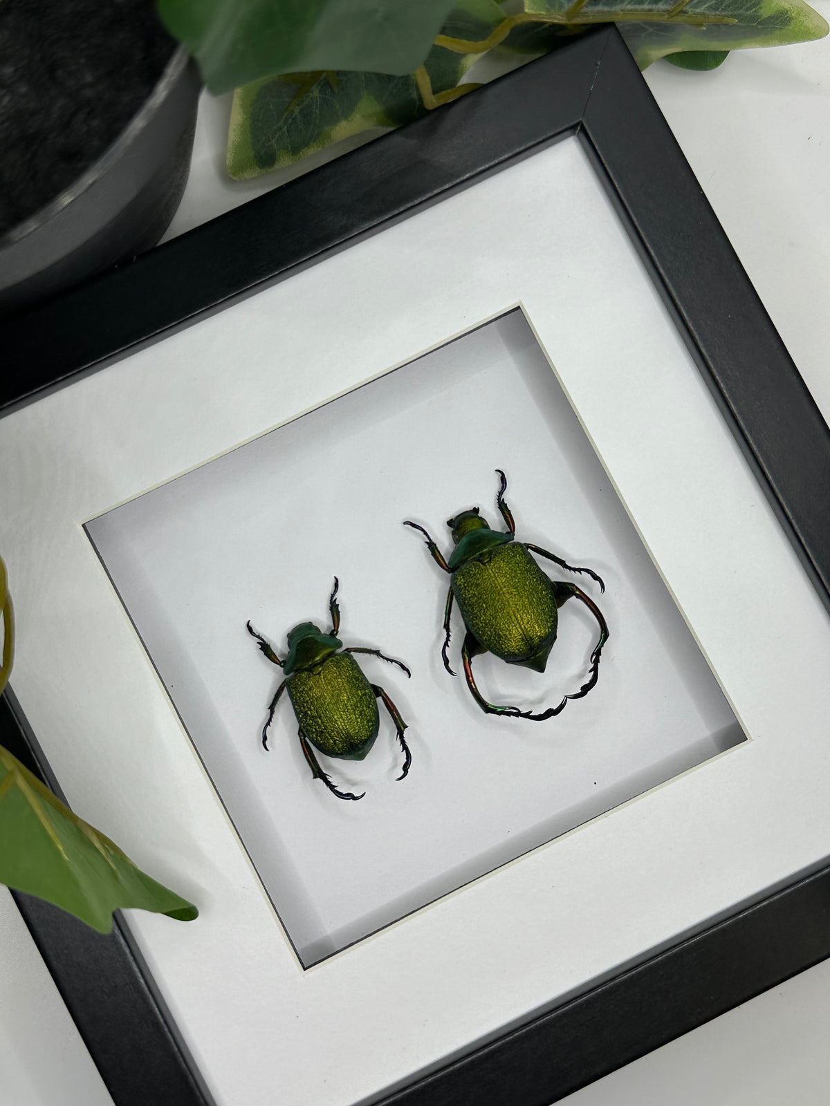 Taxidermy Beetles Australia | Oddity Bug Club