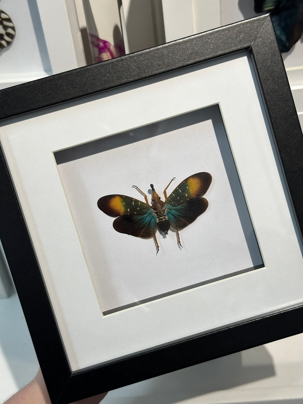 Gold Spot Lanternfly / Pyrops Gunjii in a frame – Oddity Bug Club