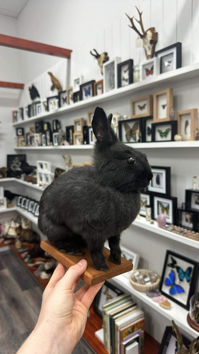 Products – Oddity Bug Club