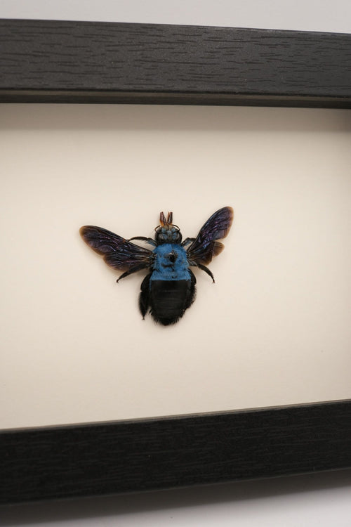 Taxidermy Insects Australia | Oddity Bug Club