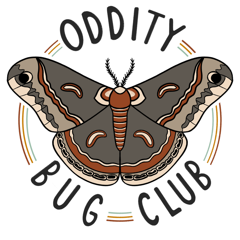 Oddity Bug Club | Taxidermy Bugs Australia