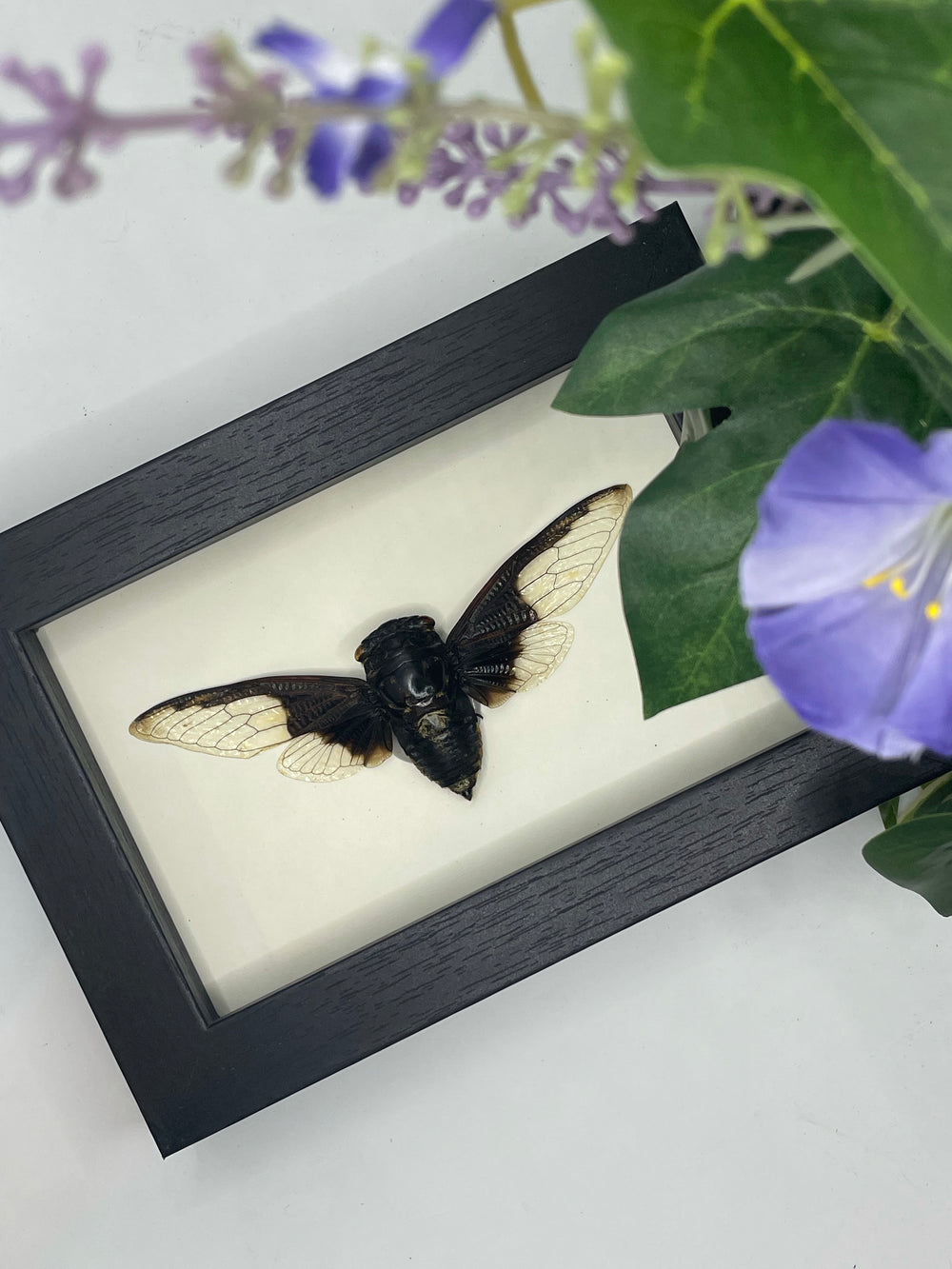 Taxidermy Insects Australia | Oddity Bug Club